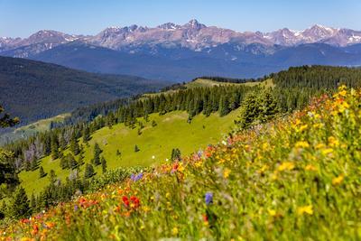 Colorado, Shrine Pass, Vail. Wildflowers on Mountain Landscape ...
