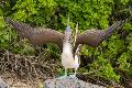 'Ecuador, Galapagos National Park, Isla Lobos. Blue-footed booby in sky ...