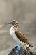 'Ecuador, Galapagos National Park, Isla Lobos. Blue-footed booby on ...