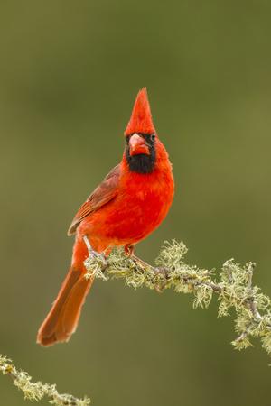 Texas, Hidalgo County. Male Cardinal on Limb Photographic Print ...