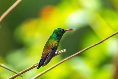 Trinidad. Copper-rumped hummingbird in Yerette refuge. Photographic ...