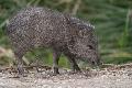 'USA, Arizona. Javelina feeding. Collared Peccary adult with young, in ...