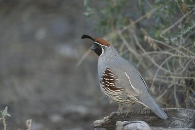 'USA, Arizona, Sonoran Desert. Male Gambel's quail close-up ...