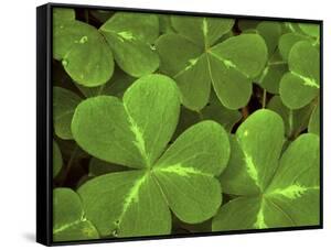 Beautiful Clover artwork for sale, Posters and Prints | Art.com