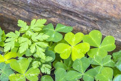 'USA, California, Redwood National and State Parks. Oxalis leaves and ...