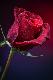 USA, Colorado, Fort Collins. Close-up of red rose flower. Photographic ...