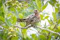 'USA, Colorado, Fort Collins. Male house finch in a Hawthorne tree ...