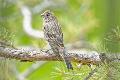 'USA, Colorado, Fort Collins. Male house finch in a Hawthorne tree ...