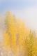 'USA, Colorado, Uncompahgre National Forest. Fog on aspen grove in ...