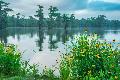'USA, Louisiana, Lake Martin. Swamp with cypress trees and coneflowers ...