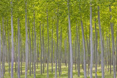 'USA, Oregon, Boardman. Pattern of hybrid poplar trees.' Photographic ...