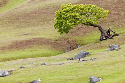'USA, Washington, San Juan Islands. Maple tree scenic on Spieden Island ...