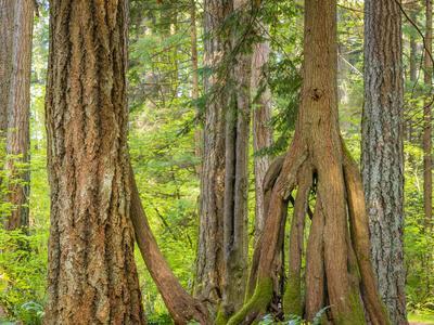 'USA, Washington State, Millersylvainia State Park. Odd shape of ...