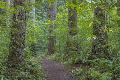 USA, Washington State, Olympic National Forest. Ranger Hole Trail ...