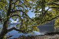 USA, Washington State, Olympic National Park. Alder tree branches ...