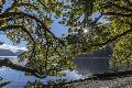 USA, Washington State, Olympic National Park. Alder tree branches ...