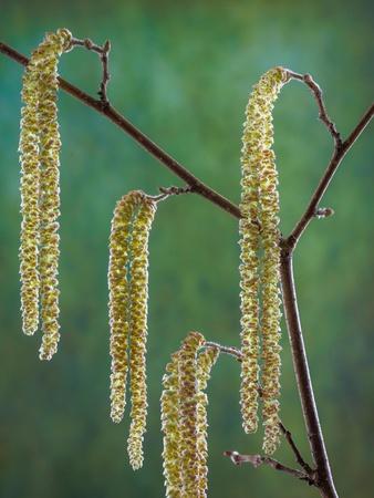 'USA, Washington State, Seabeck. Pollen-producing male parts of beaked ...