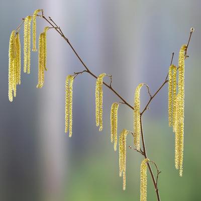 'USA, Washington State, Seabeck. Pollen-producing male parts of beaked ...