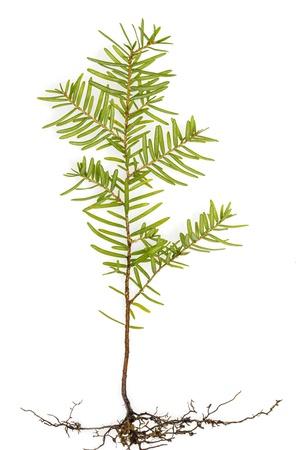 'USA, Washington State, Seabeck. Western hemlock seedling close-up ...