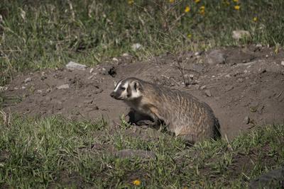 USA, Wyoming, Yellowstone National Park. American badger female at den ...