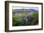 'Jeff Davis County, Texas. Davis Mountains and Desert Vegetation ...