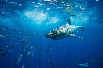 'Great White Shark Guadalupe Island Mexico White Shark Big Fish ...