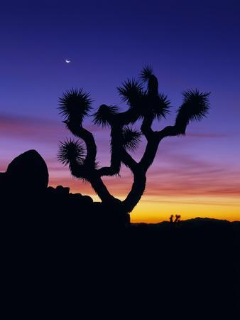 'Unique Yucca Tree, Joshua Tree National Park, California, USA ...