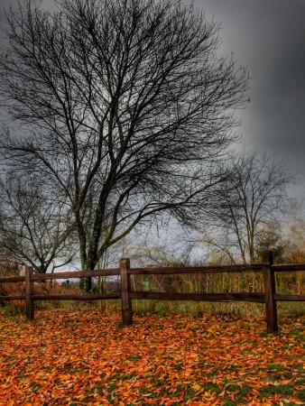 'Topcat' Photographic Print - Jim Crotty | Art.com