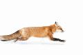 'Fox on the Run - Algonquin Park' Photographic Print - Jim Cumming ...