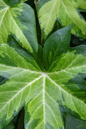 'Ivy tree' Photographic Print - Jim Engelbrecht | Art.com