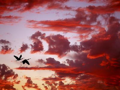 'Silhouette of Roseate Spoonbills in Flight at Sunset, Tampa Bay ...
