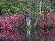 'Azaleas in Bloom at Magnolia Plantation and Gardens, Charleston, South ...