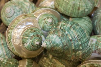 Colorful Shells in a Group, Apalachicola, Florida, USA Photographic ...