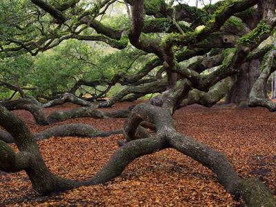 'Historic Angel Oak Tree, Charleston, South Carolina, Usa' Photographic ...