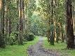 'Mountain Ash Forest, Dandenong Ranges National Park, Dandenong Ranges ...