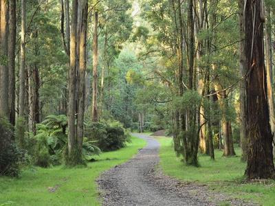 'Mountain Ash Forest, Dandenong Ranges National Park, Dandenong Ranges ...