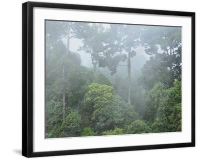 'Rainforest, Sepilok Rainforest Discovery Center, Sabah, Borneo ...