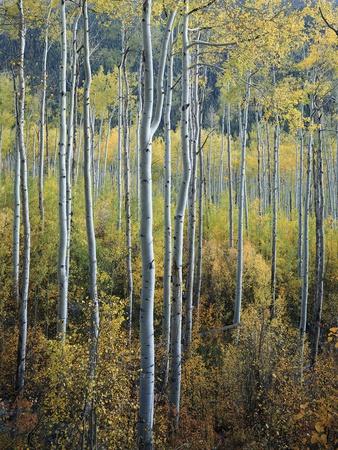 Family Tree Giclee Print - Joe Cornish | Art.com