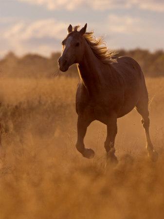 'Ranch Living at The Ponderosa Ranch, Seneca, Oregon, USA' Photographic ...