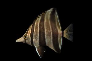 Beautiful Butterflyfish Photography artwork for sale, Posters and ...