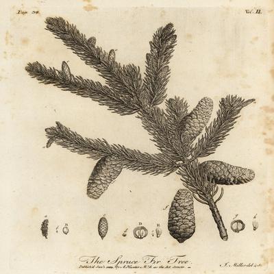 'Norway Spruce or European Spruce, Picea Abies, 1776 (Engraving)' Giclee Print - Johann ...