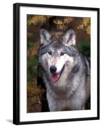 Gray Wolf under a Tree Framed Photographic Print - John Alves | Art.com