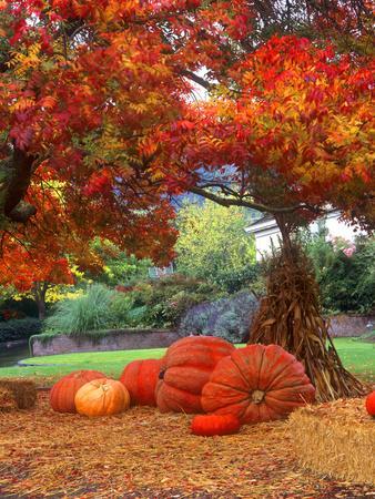 'Halloween Decorations of Pumpkins and Corn Stalks in Front of a Home ...