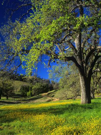 Oaks and Flowers, California, USA Photographic Print - John Alves | Art.com