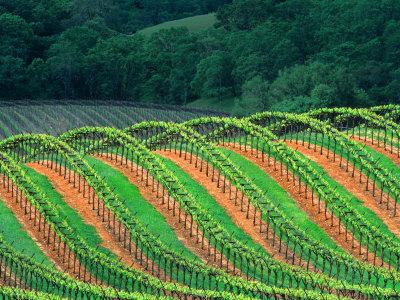 'Trellised Vineyard in the Alexander Valley, Mendocino County ...