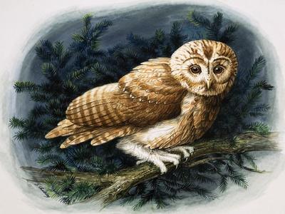 'The Tawny Owl, 1970' Giclee Print - John Chalkley | Art.com