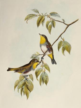 Chestnut-Flanked White-Eye (Zosterops Erythropleurus) Giclee Print ...