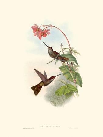 'Hummingbird Delight XI' Art Print - John Gould | Art.com