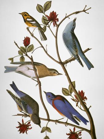 John James Audubon Paintings