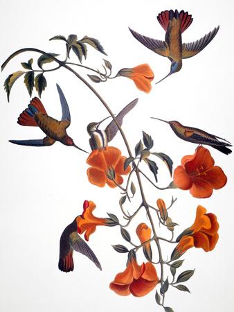 'Audubon: Hummingbird' Giclee Print - John James Audubon | Art.com